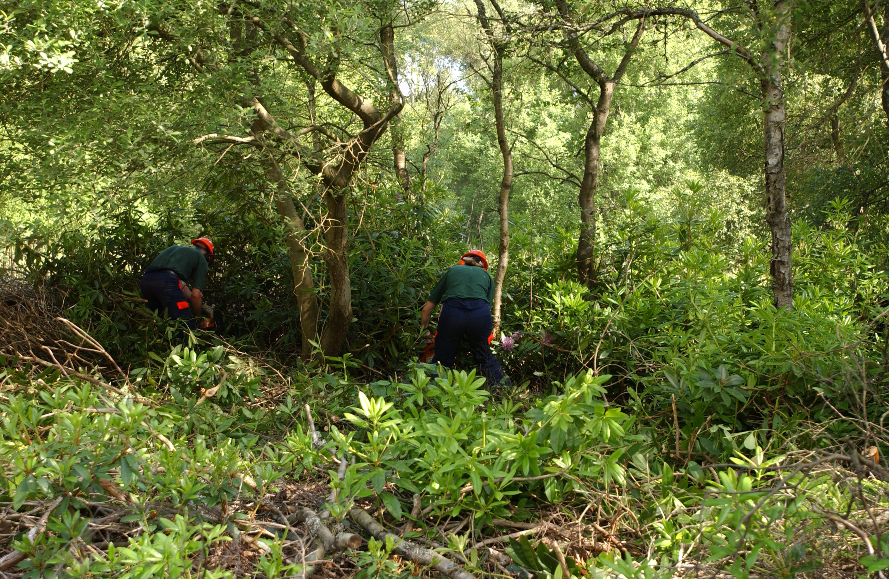 Woodland Wildlife Toolkit